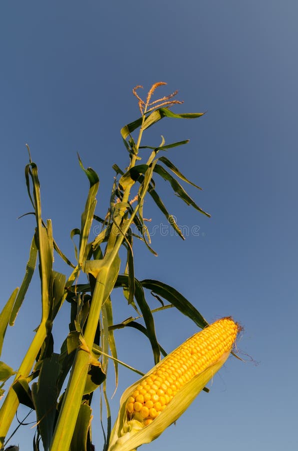 Golden Color Maize on Stem in Sunset Stock Photo - Image of meal, fresh ...