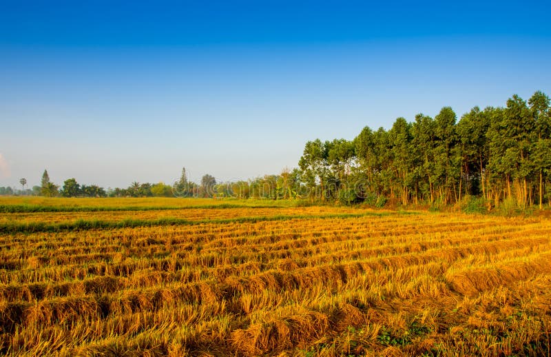 Golden Color Rice Plant in Rice Fields after Harvest Stock Image ...