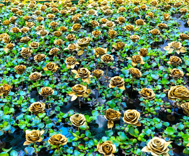 Golden Color Rose on the Green Leaf in Pool Background Stock Photo ...