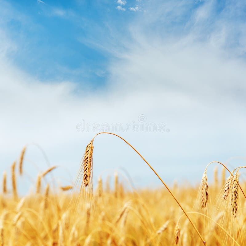 Golden Color Rye on Field and Blue Sky with Low Clouds Stock Image ...