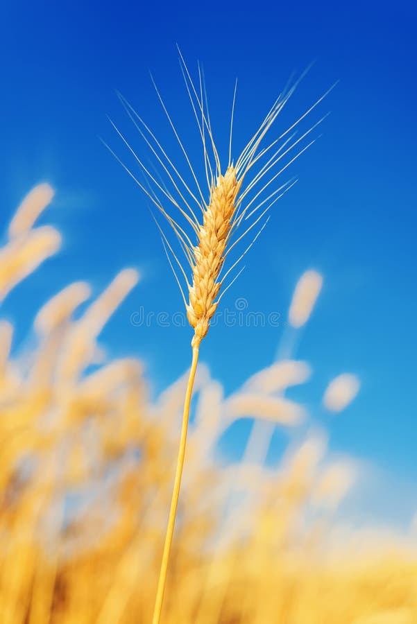Golden Color Wheat on Field and Deep Blue Sky. Stock Photo - Image of ...