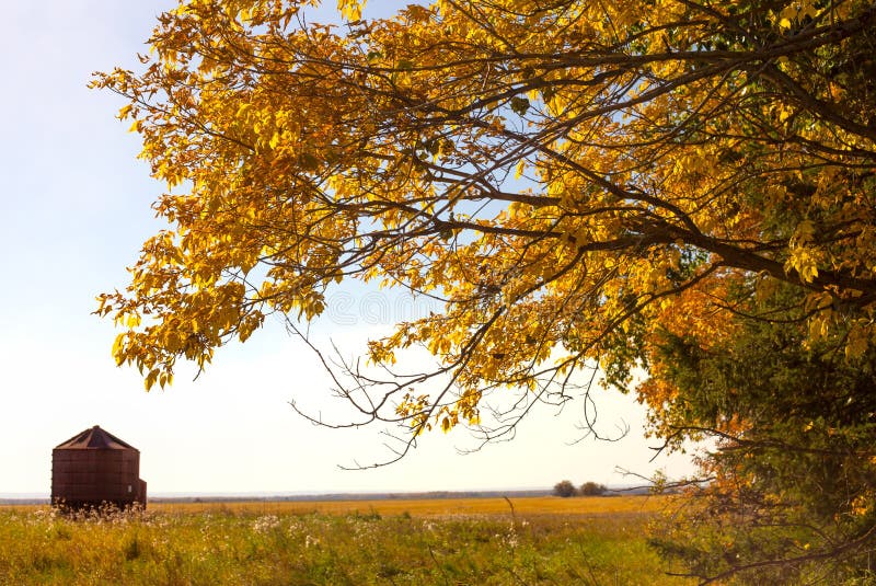 Golden colored autumn tree stock image. Image of colored - 45071647