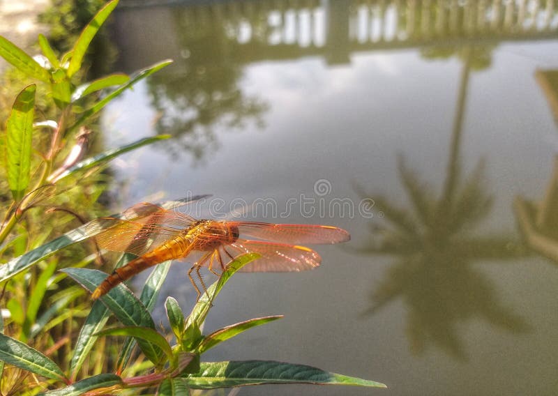 Golden Dragonflies in a Row Stock Image - Image of background, green ...