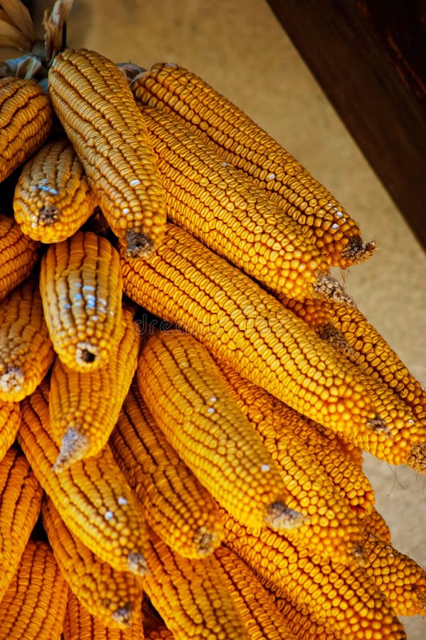 Golden Colored Dry Ecological Corn Harvest Stock Image - Image of ...