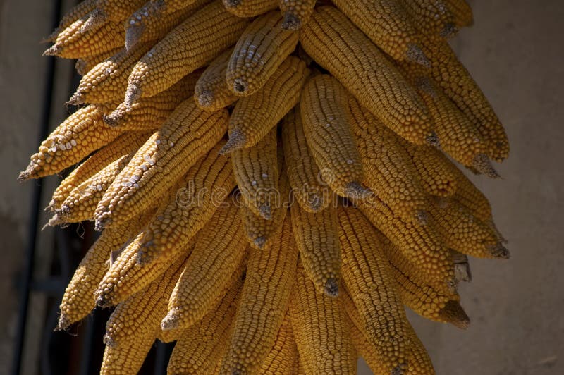 Golden Colored Dry Ecological Corn Harvest Stock Image - Image of ...
