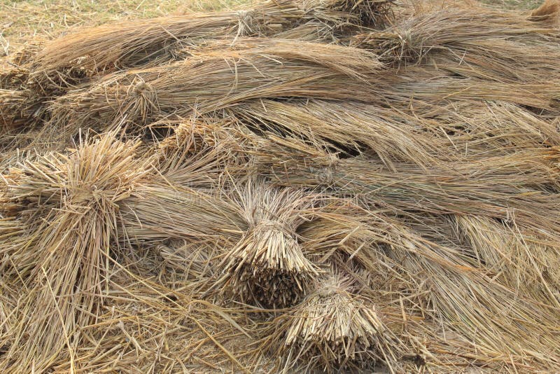 Golden Colored Stack of Hay of a Farm Drying Under Daylight, Selective ...