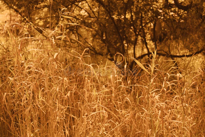 A Golden Colored Tall Grass Background Stock Image - Image of sunlight ...