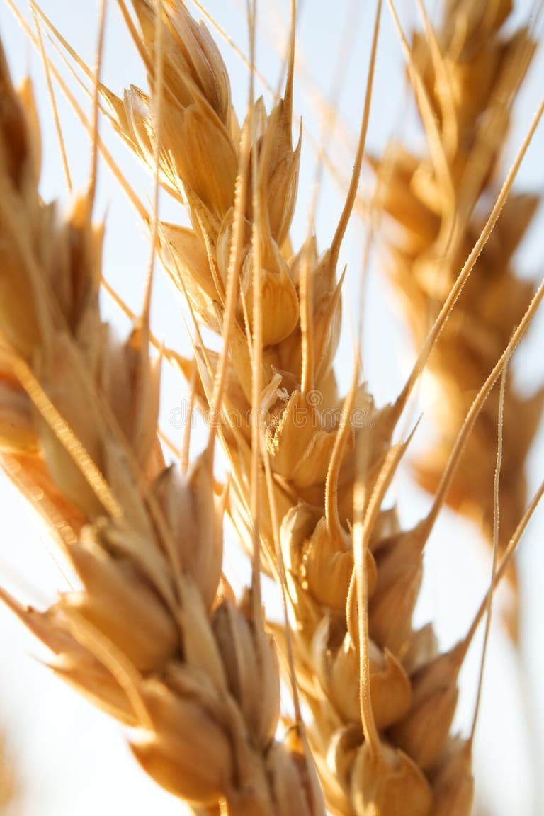 2,087 Weat Stock Photos - Free & Royalty-Free Stock Photos from Dreamstime