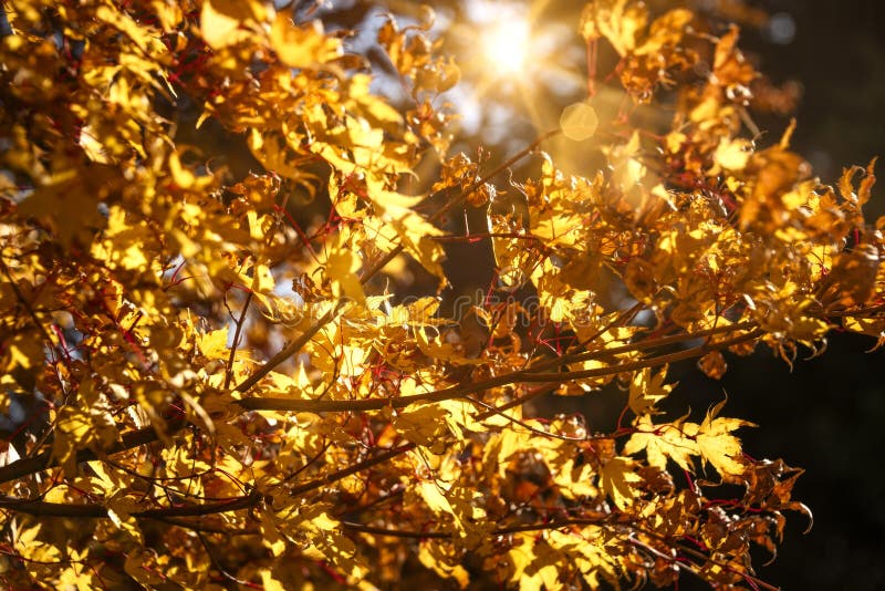 Golden Colors of Autumn with Sun Glow and Back Lighting Stock Photo ...