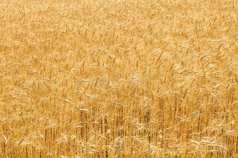 Golden Colors of Ripe Wheat Field Stock Photo - Image of agricultural ...