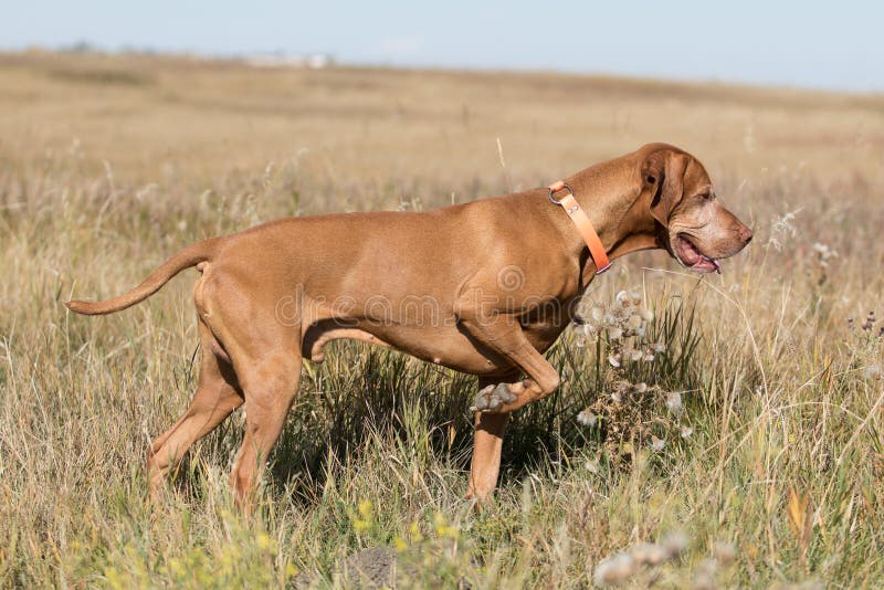 Golden Colour Pointer Dog in Field Stock Photo - Image of pointer ...