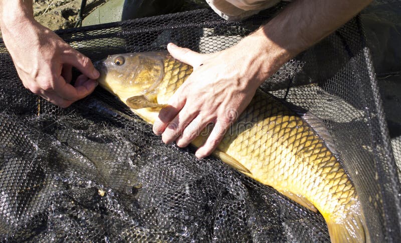 Golden common carp stock image. Image of captive, land - 21407027