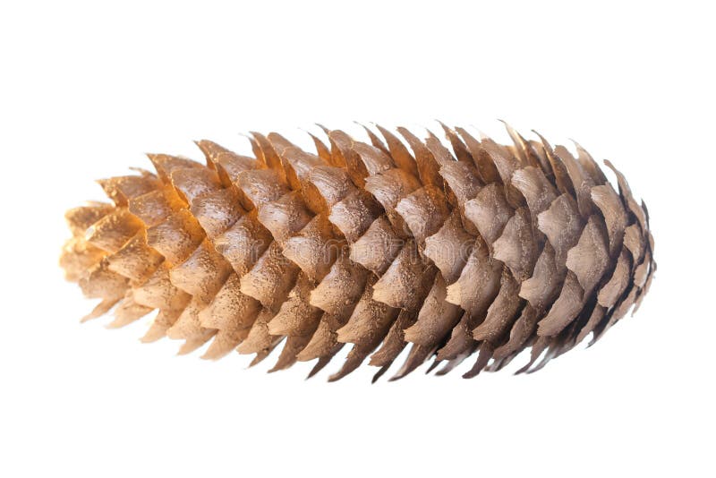 Golden cone. stock image. Image of xmas, winter, macro - 27592069