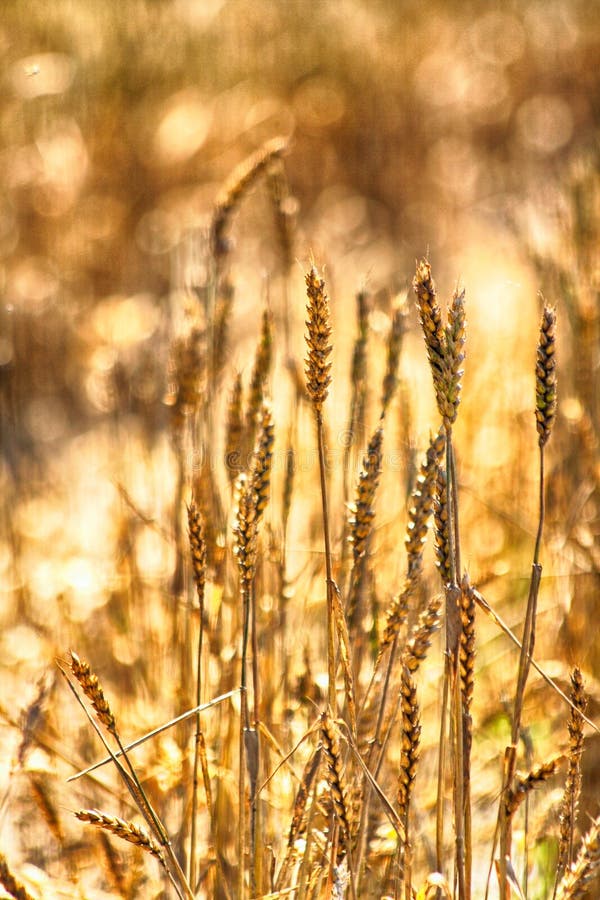 Gold corn field stock photo. Image of granary, grain, meal - 1256714