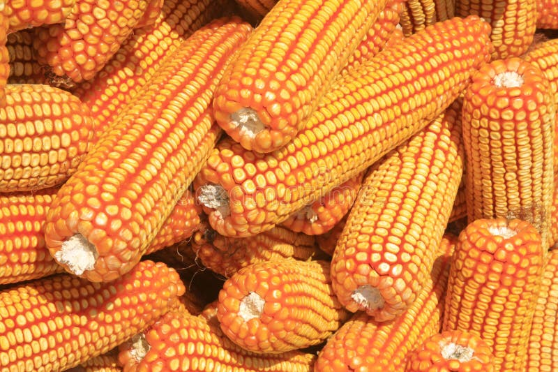Golden corn stock photo. Image of aureate, food, harvesting - 380066482