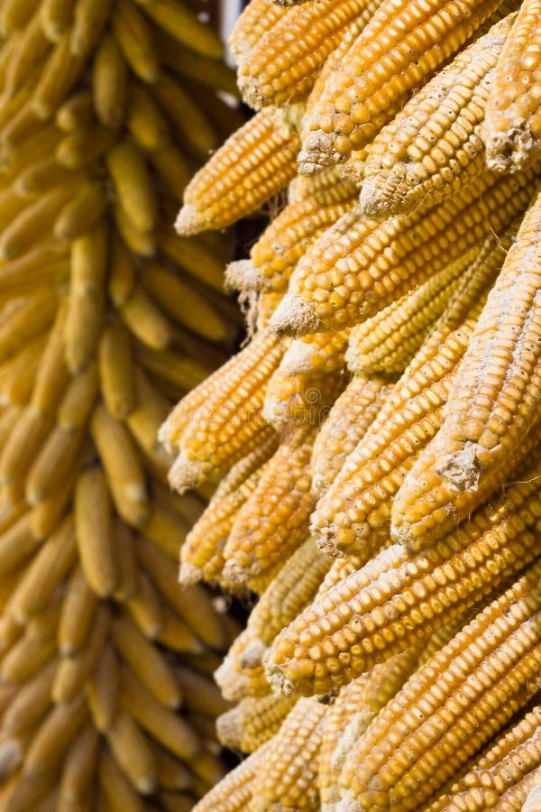 Golden Corn Cobs Hanging To Dry (vertical) Stock Image - Image of corn ...