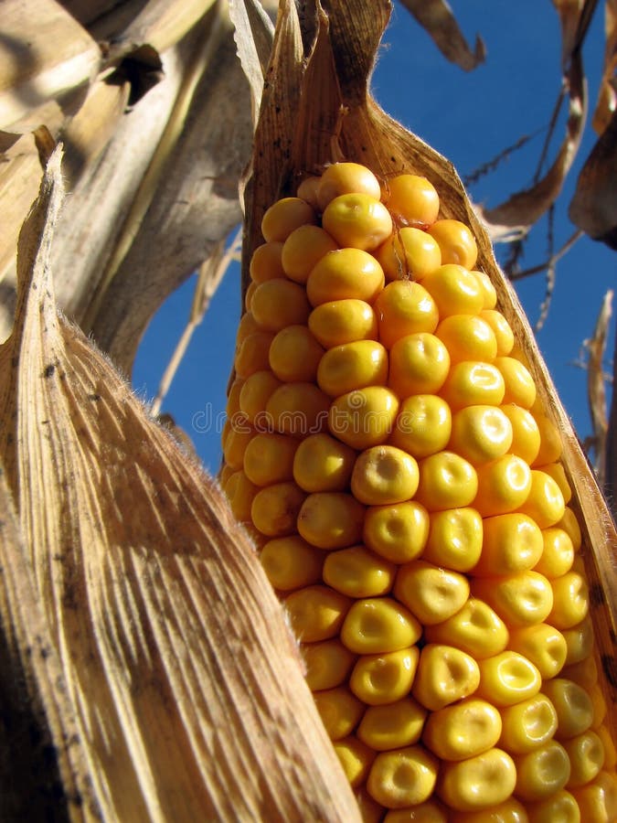 Golden Corn in the Cornfield Stock Photo - Image of agriculture, canada ...
