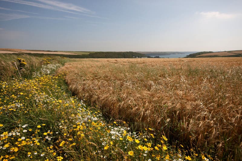 A golden corn field stock photo. Image of golden, corn - 27191228