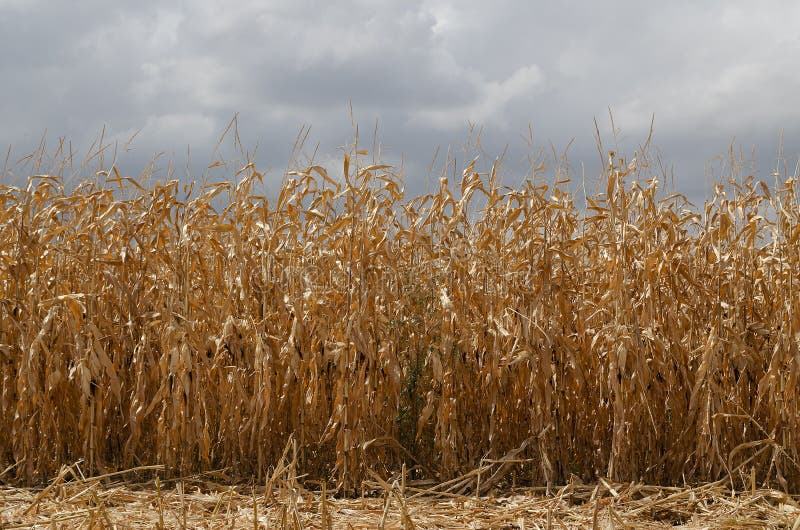 Golden Corn Field in the Bulgaria Stock Photo - Image of gold, food ...