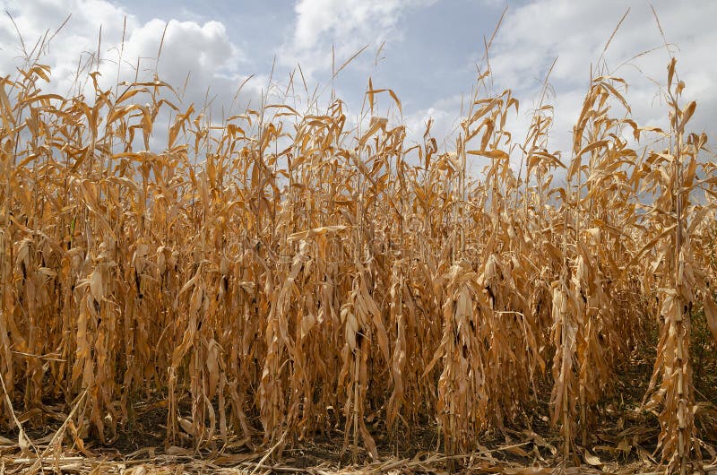 Golden Corn Field in the Bulgaria Stock Photo - Image of corn, field ...