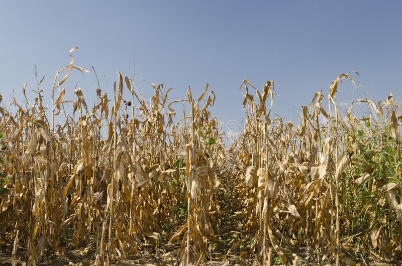 Golden corn field stock image. Image of autumn, corn - 135864657