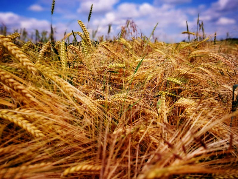 Golden Corn field stock photo. Image of golden, colorful - 713890