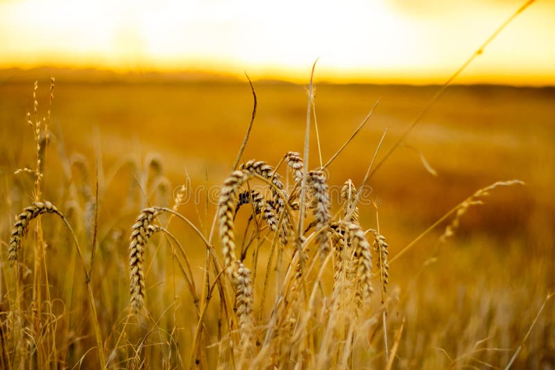 Golden Corn Field in the Sunset Stock Image - Image of fresh, field ...