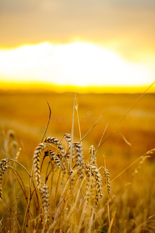 Golden Corn Field in the Sunset Stock Image - Image of agriculture ...
