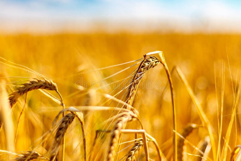 Golden Corn Field in the Sunset Stock Photo - Image of grow, farmland ...