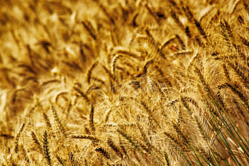 Gold wheat field stock image. Image of baking, nutrition - 1456151