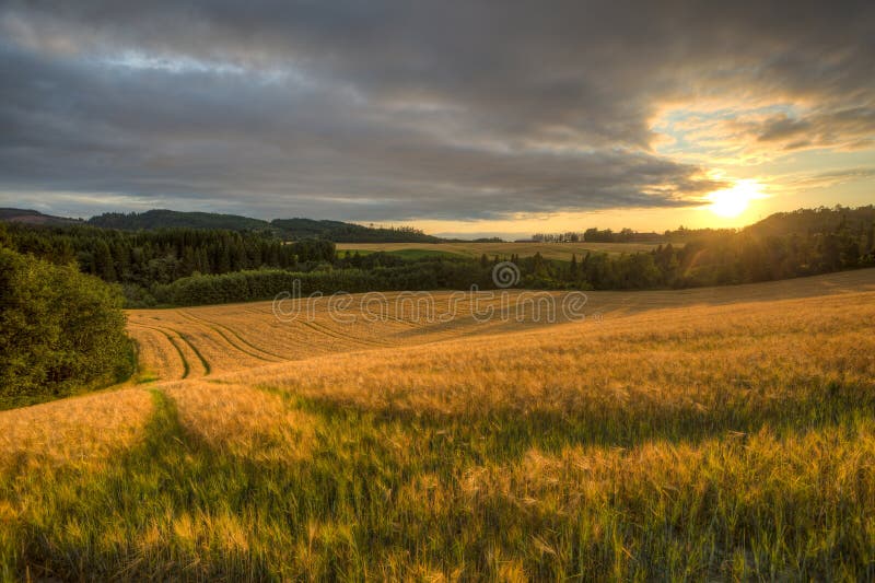 Golden corn fields stock photo. Image of dawn, nature - 71282926