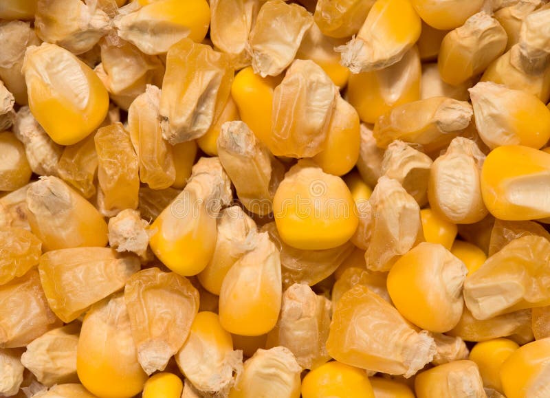 Golden corn grains stock image. Image of food, nature - 7628141