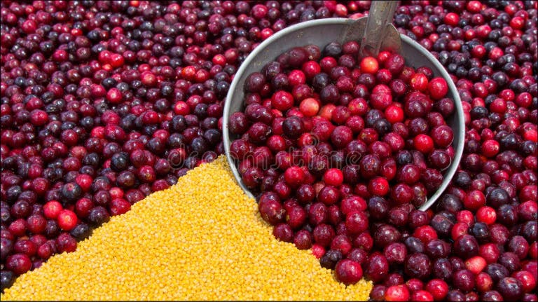 Golden Corn Grains Cascade into a Storage Container within an ...