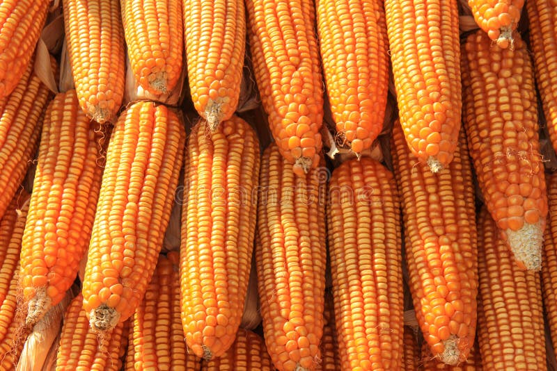 Golden corn stock photo. Image of golden, corncob, fresh - 48685498