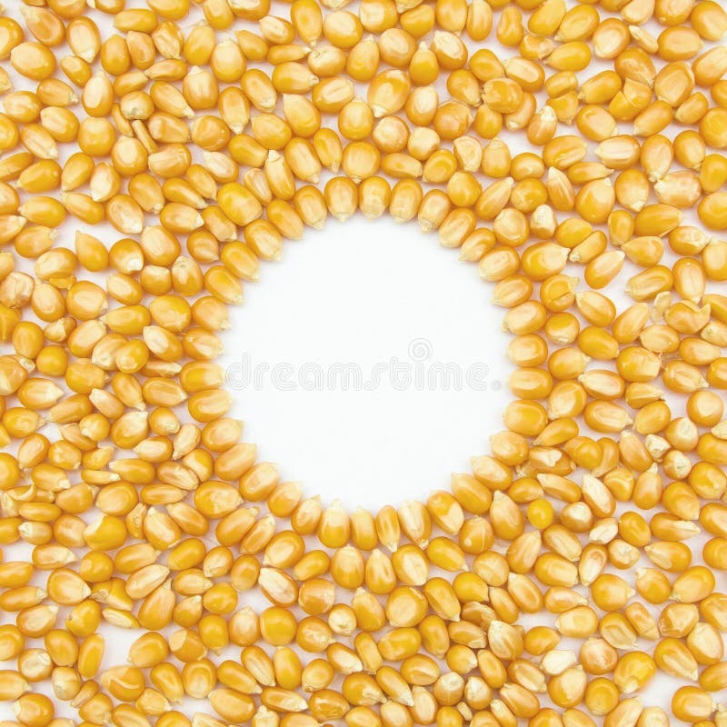 Frame Made of Corn Seeds. Isolated on a White Background. Stock ...