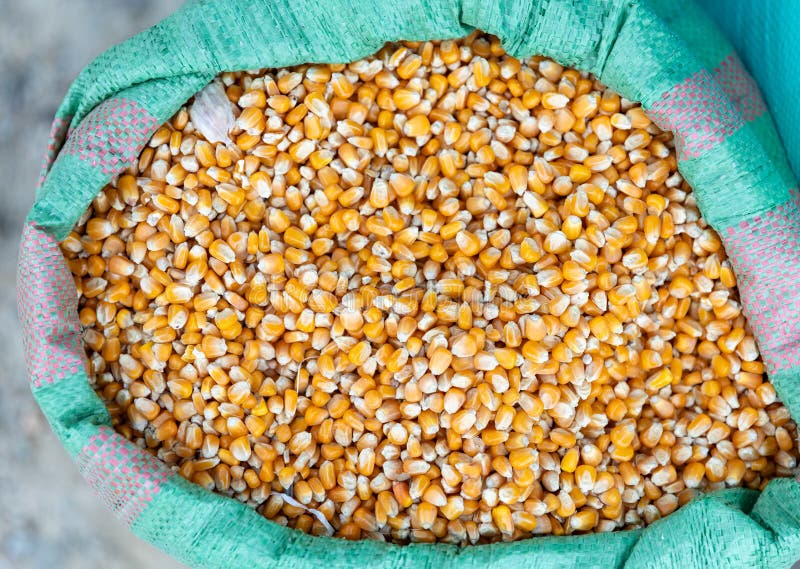 Golden corn seeds stock image. Image of grain, golden - 332621349