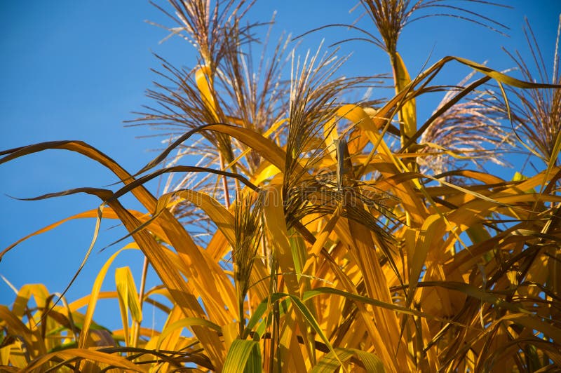 Golden yellow corn stalks stock image. Image of west - 21751409