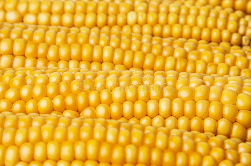 Golden corn stock photo. Image of grain, nutritious, golden - 33844828
