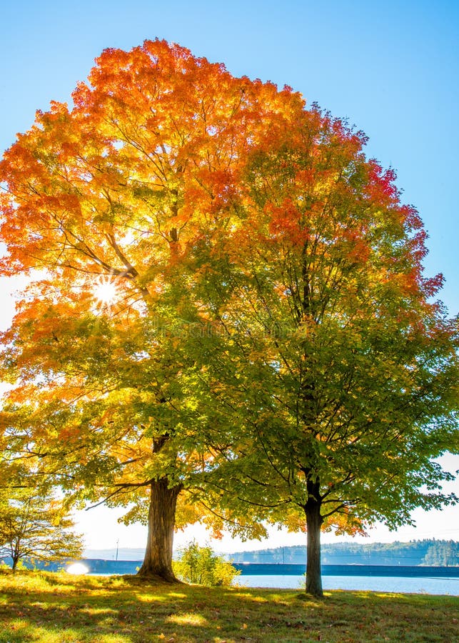 Golden couples stock photo. Image of lake, loving, maple - 60782570