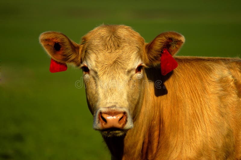 Golden Cow stock photo. Image of country, animal, bovine - 152346