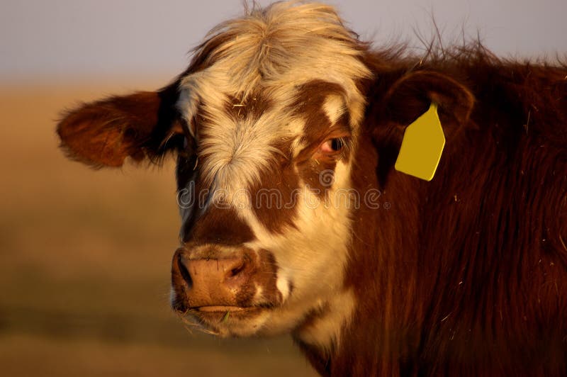 Golden Cow stock image. Image of farming, countryside, agriculture - 290773