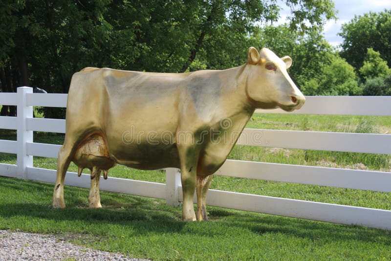 The Golden Cow stock image. Image of ranch, fence, golden - 74154769