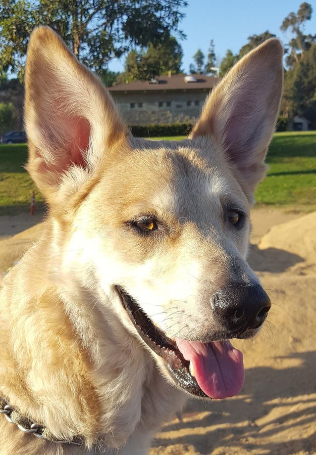 Coydog Stock Photos - Free & Royalty-Free Stock Photos from Dreamstime