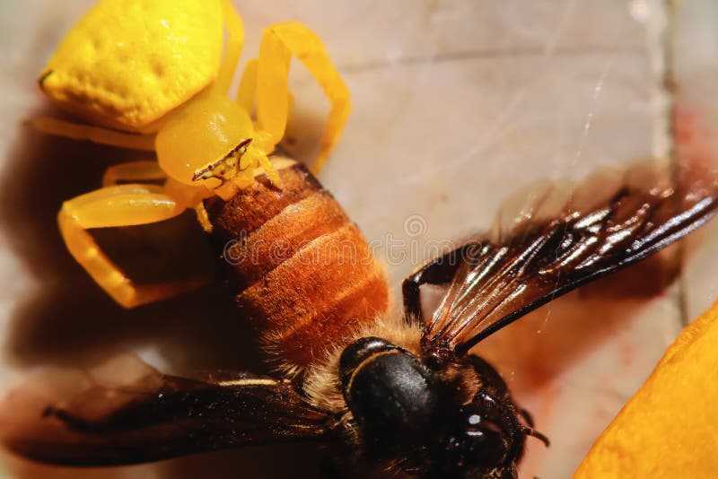 Golden Crab Spider is a Predator in Nature Stock Image - Image of crab ...