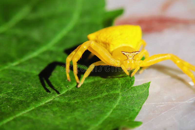 Golden Crab Spider is a Predator in Nature Stock Photo - Image of macro ...