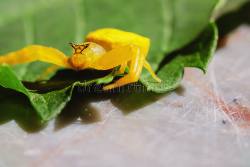 Golden Crab Spider is a Predator in Nature Stock Photo - Image of bloom ...