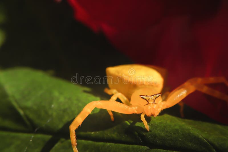Golden Crab Spider is a Predator in Nature Stock Image - Image of asia ...