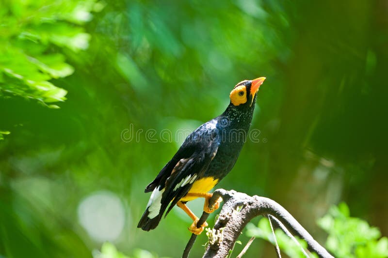 Golden-crested Myna stock image. Image of nectar, outdoor - 27286397