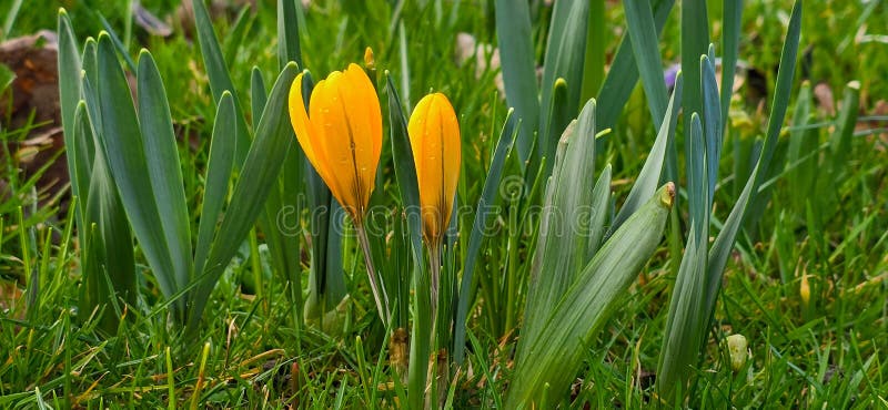Golden Crocus (Crocus Chrysanthus) in Park Stock Image - Image of ...