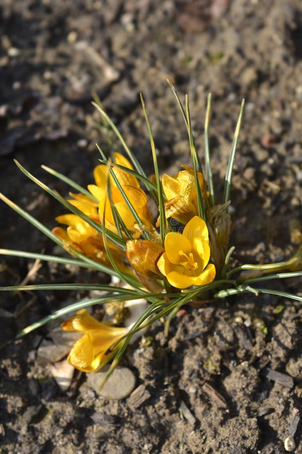 Chrysanthus Var Stock Photos - Free & Royalty-Free Stock Photos from ...